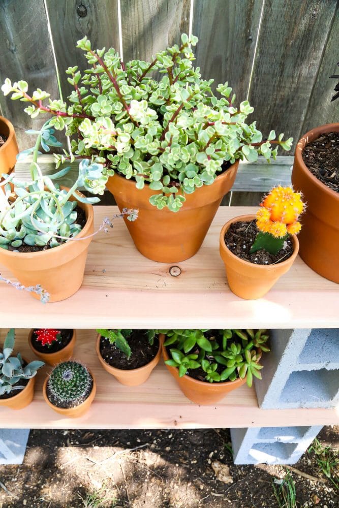 Easy Cinder Block Shelves {Perfect for Plants} - Love & Renovations