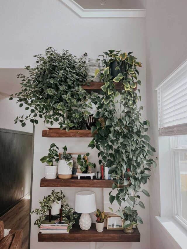 Pothos Plant Care Tips & Tricks – Love & Renovations