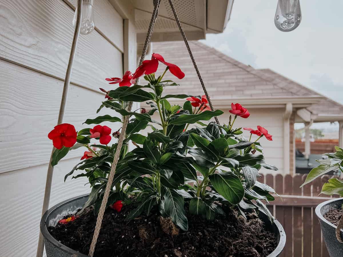 The BEST Outdoor Hanging Plants - Love & Renovations
